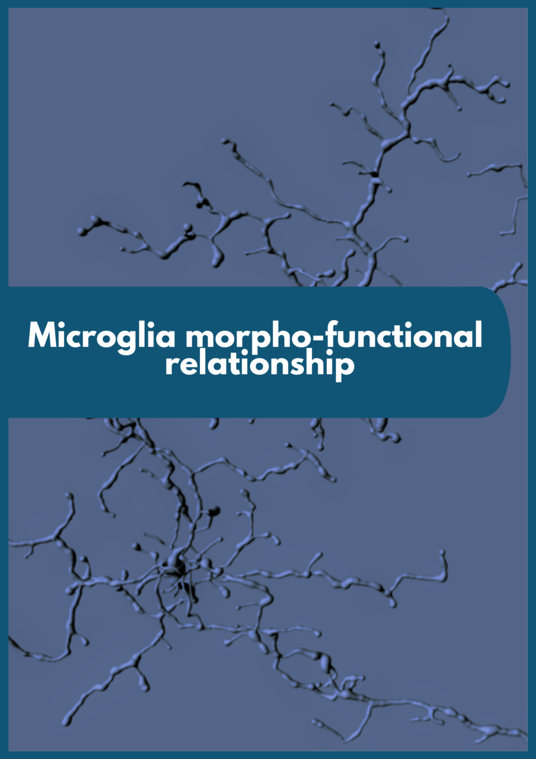 Microglia morpho-functional relationship – Siegert Lab